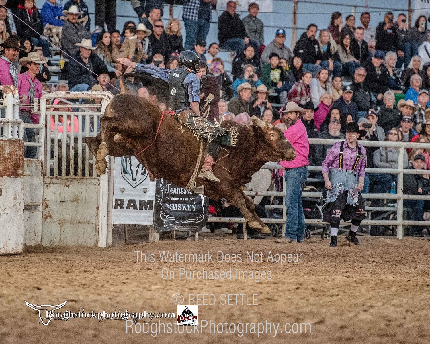 Bulls - Rodeo/Event - 2019 - Yuma Silver Spur PRCA Rodeo - Perf 2 ...
