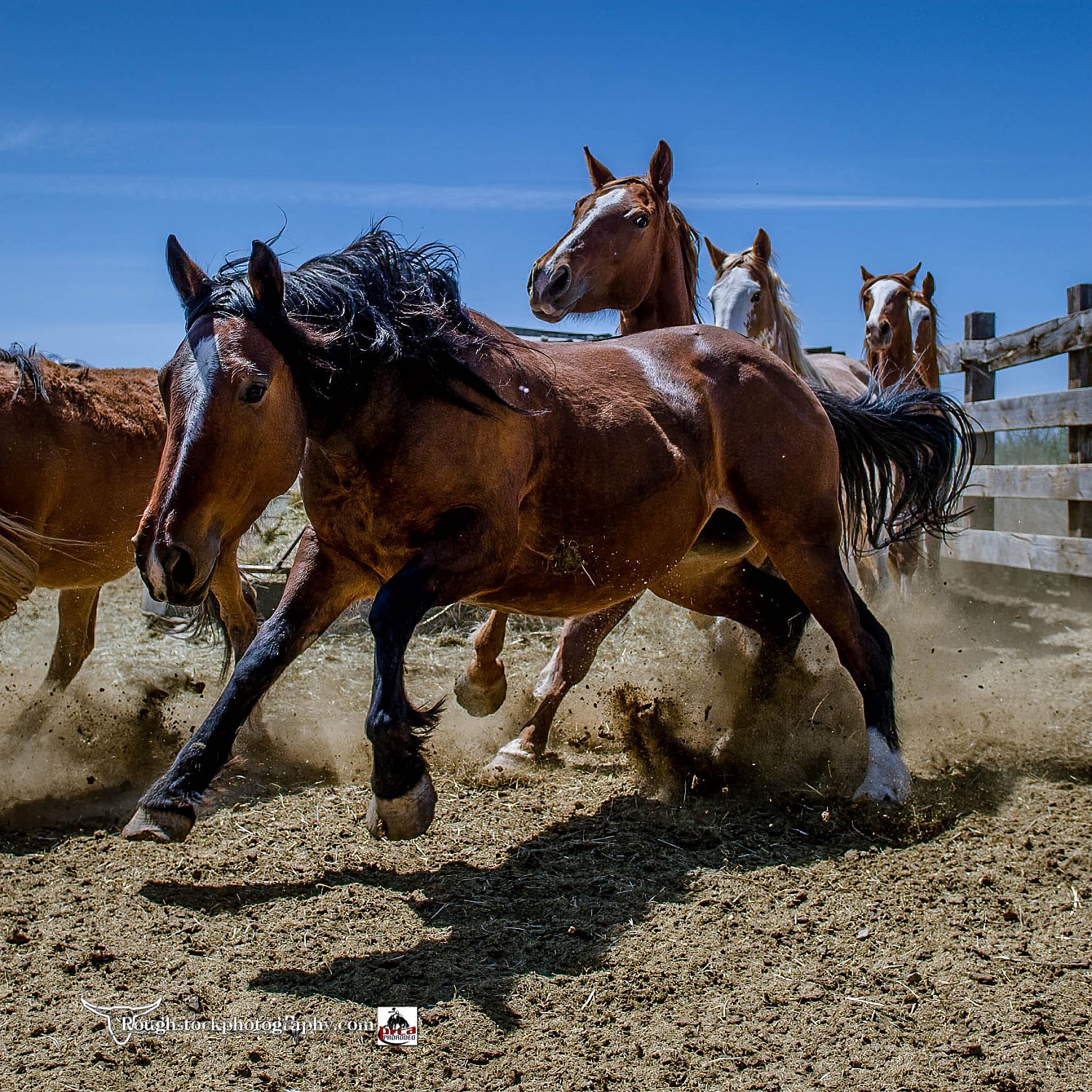 Rodeo/Event - 2021 - roughstockphotography.com